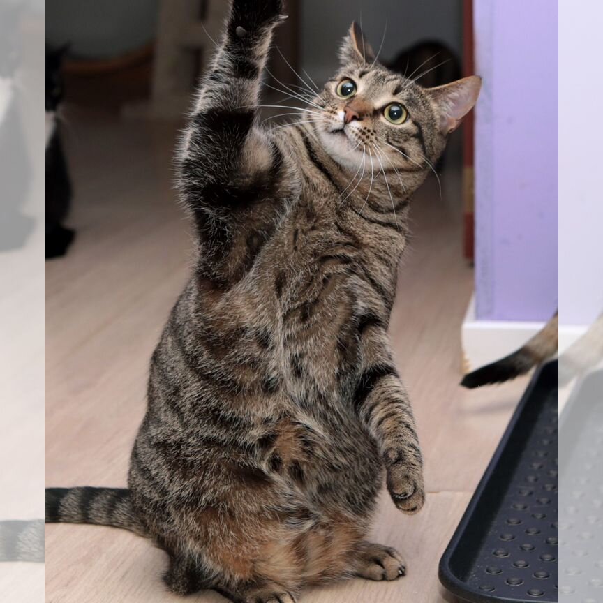 Взрослая, кошка в добрые руки