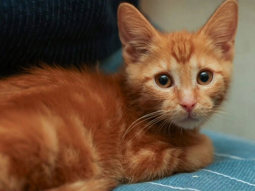 Рыжий котенок в добрые руки