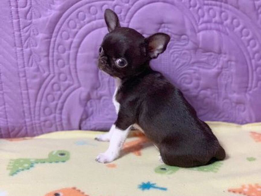 Шоколадная мини крошка