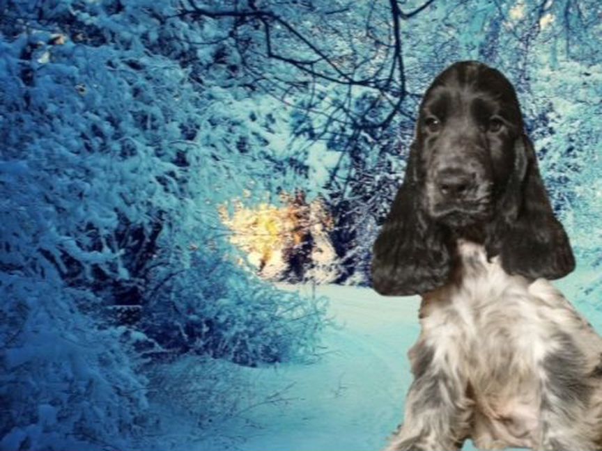 Щеночек кокер спаниеля