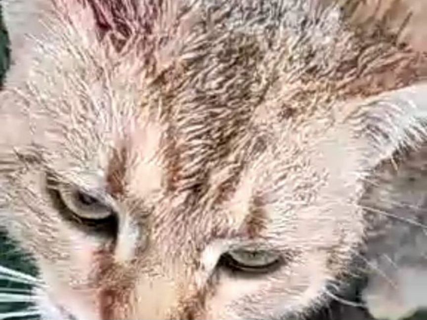 Котик в беде