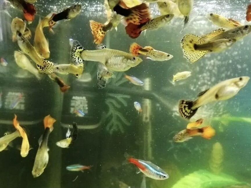 Рыбки,растения улитки,в аквариум