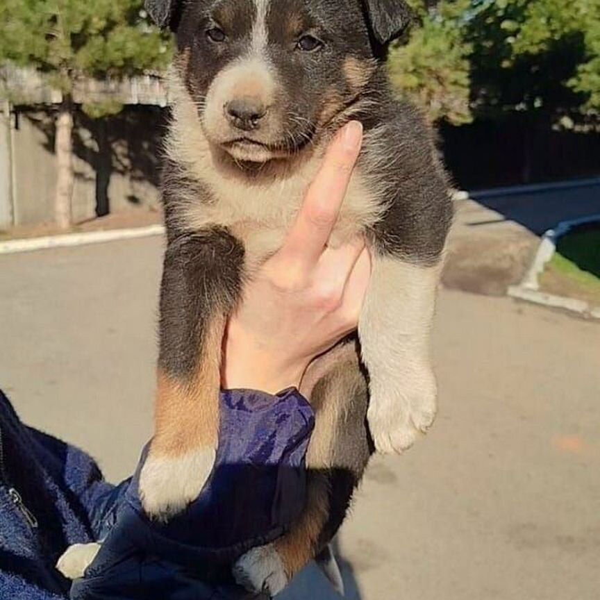 Щенок в добрые руки