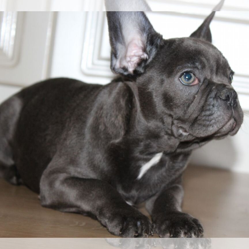 Французский бульдог, щенок