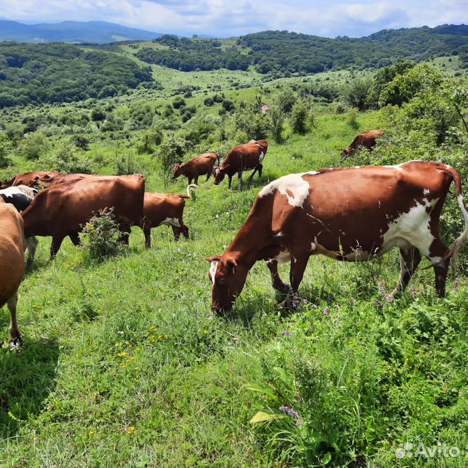 Айрширская корова