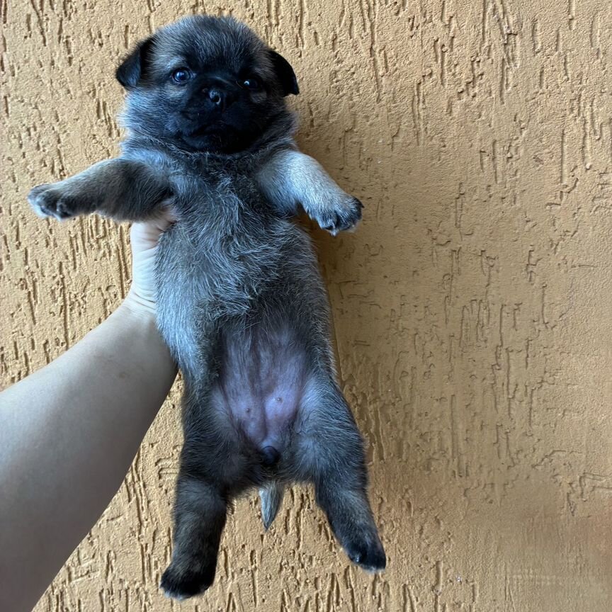 Мопс, щенок
