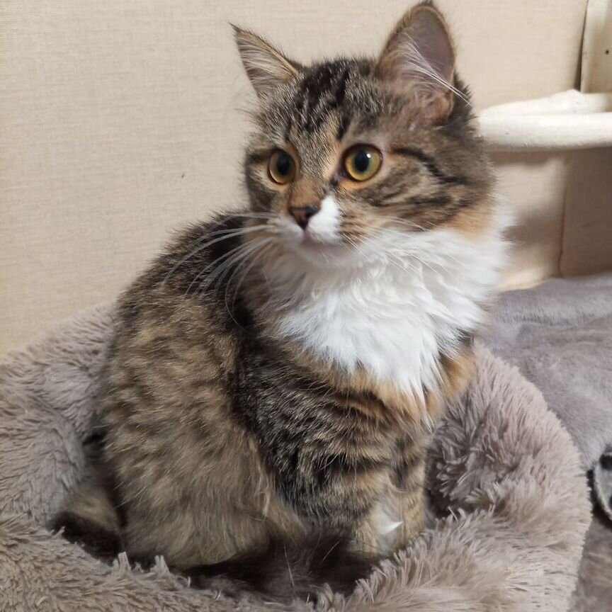 Кошечка Соня