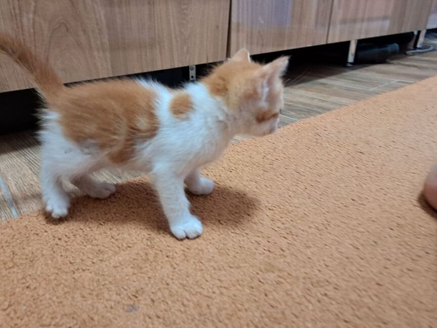 Кошка в дар бесплатно приучены к лотку
