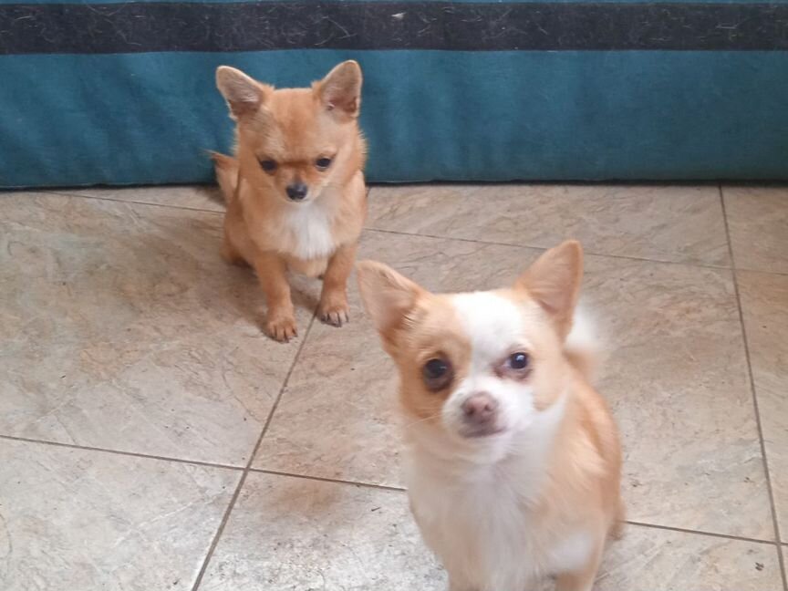 Щенки чихуахуа гл/ш мини