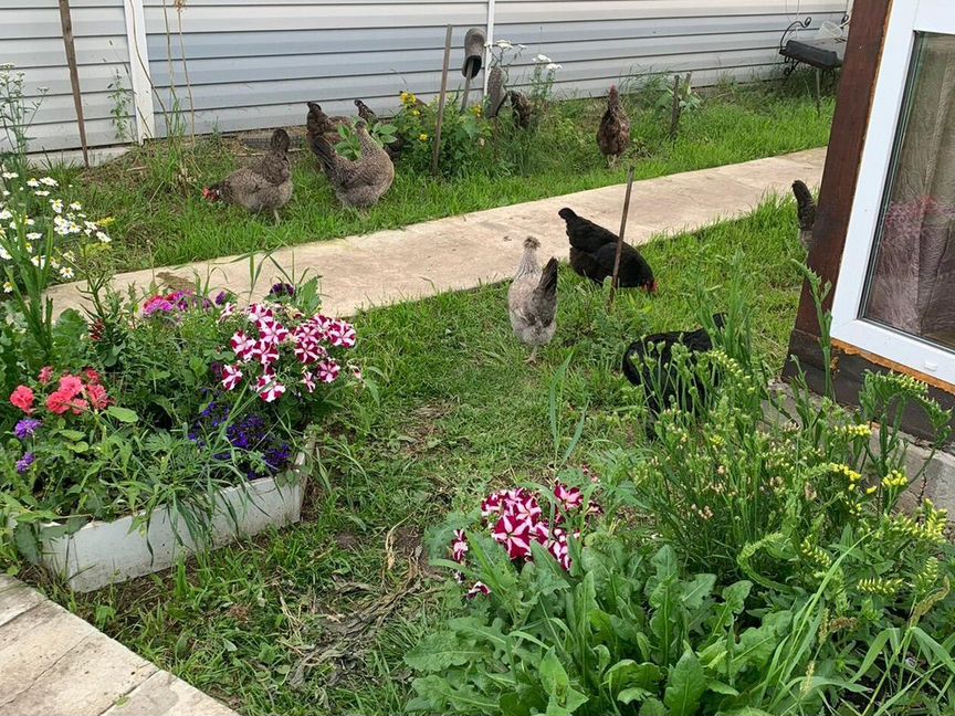 Куры легбар кремовый