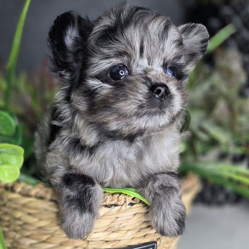 Мальтипу, щенок