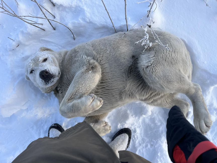 Найден Алабай