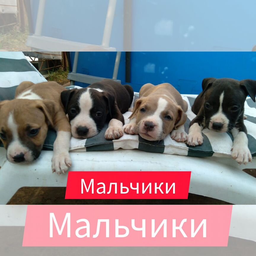 Жду, тебя, мой хозяин