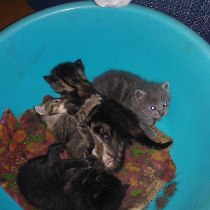 Домашние животные котята