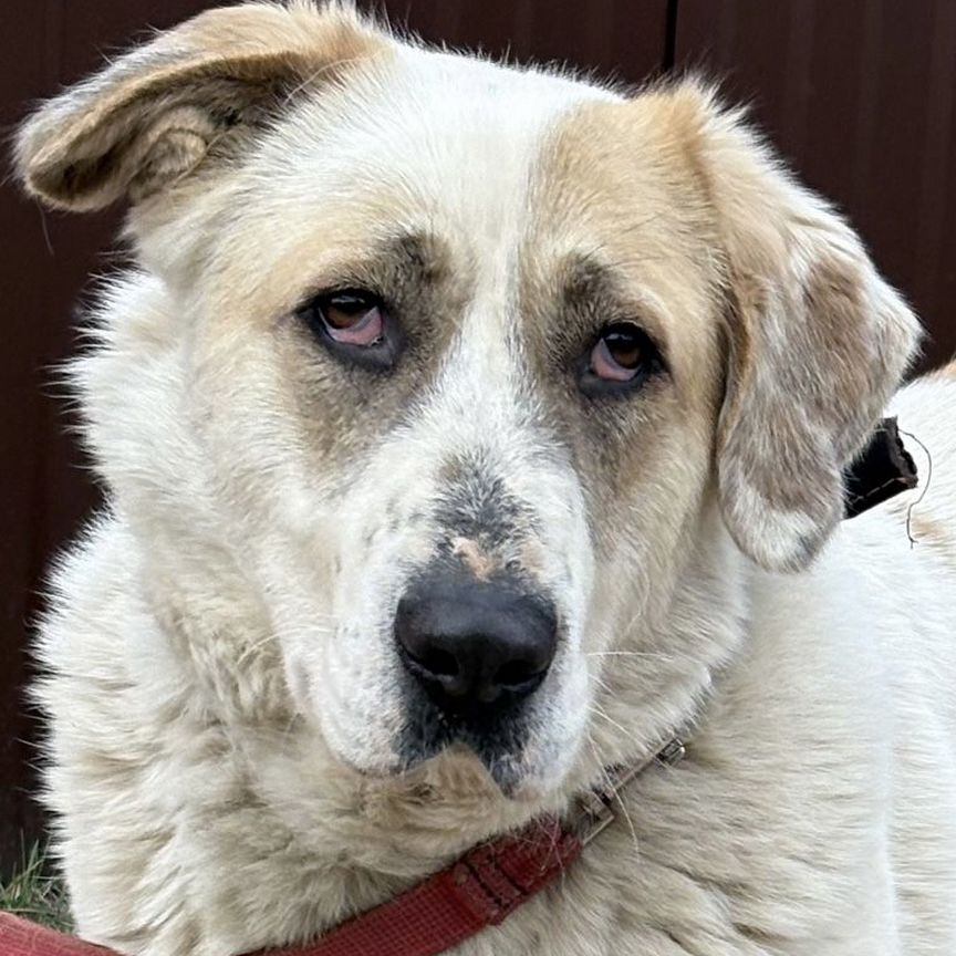 Взрослая собака в добрые руки