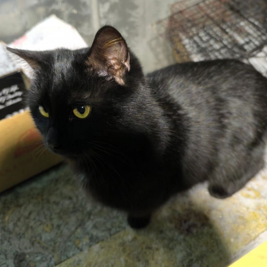 Черный котик в добрые руки