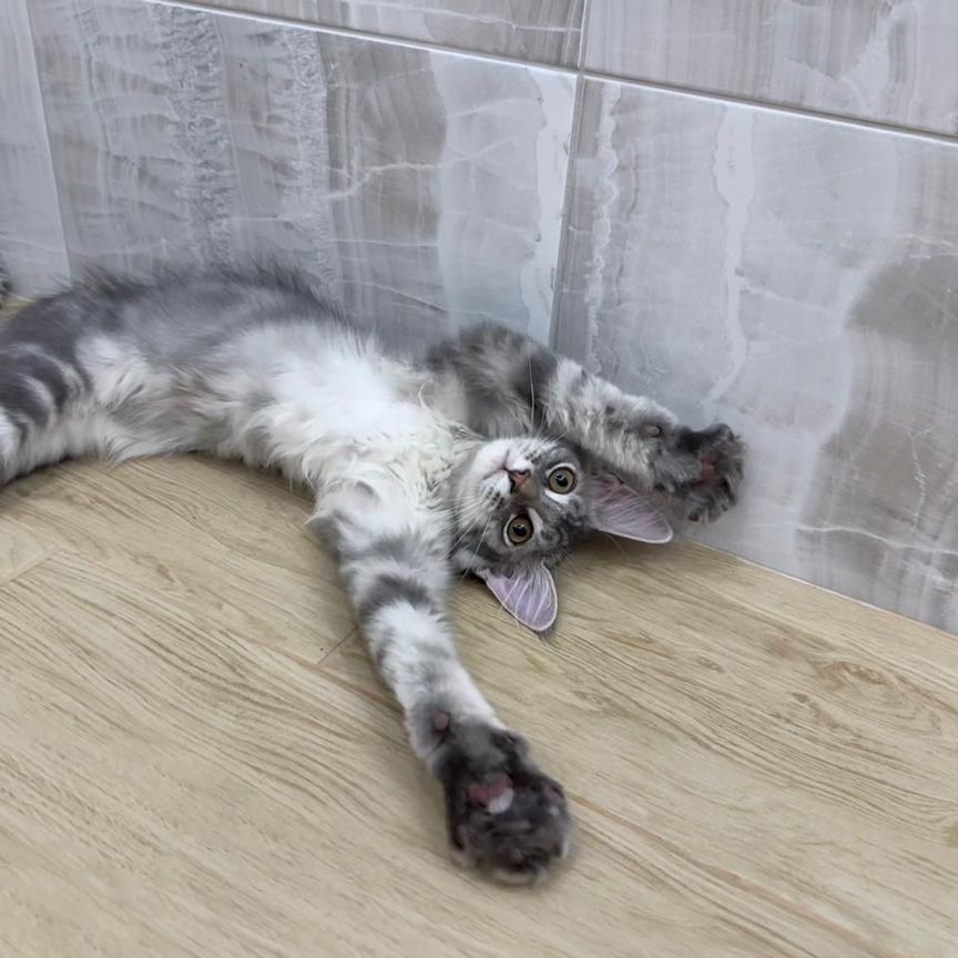 Котята мейн-кун