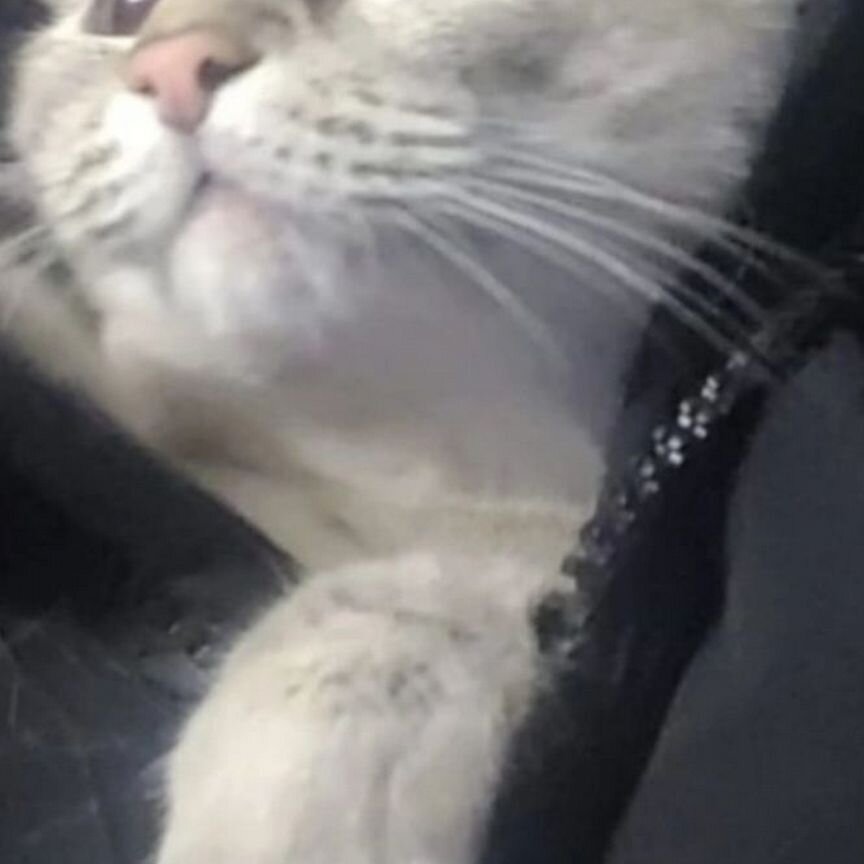 Кот с подъезда