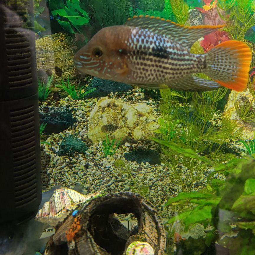 Акара бирюзовая