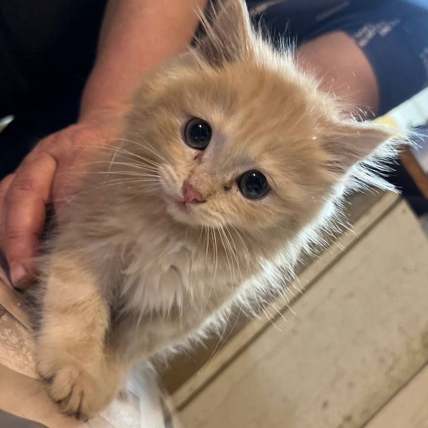 Котёнок в добрые руки