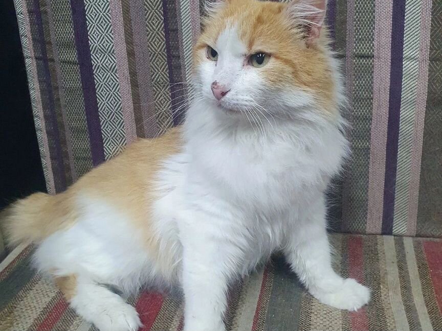 Не покупай. возьми из приюта