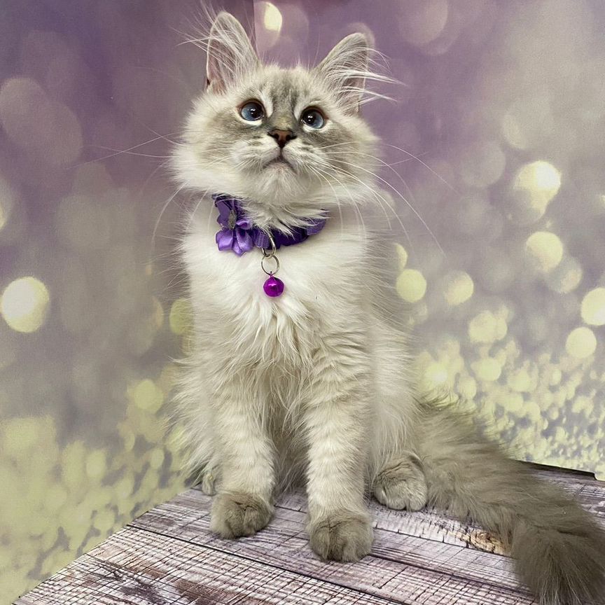 Невский маскарадный котик
