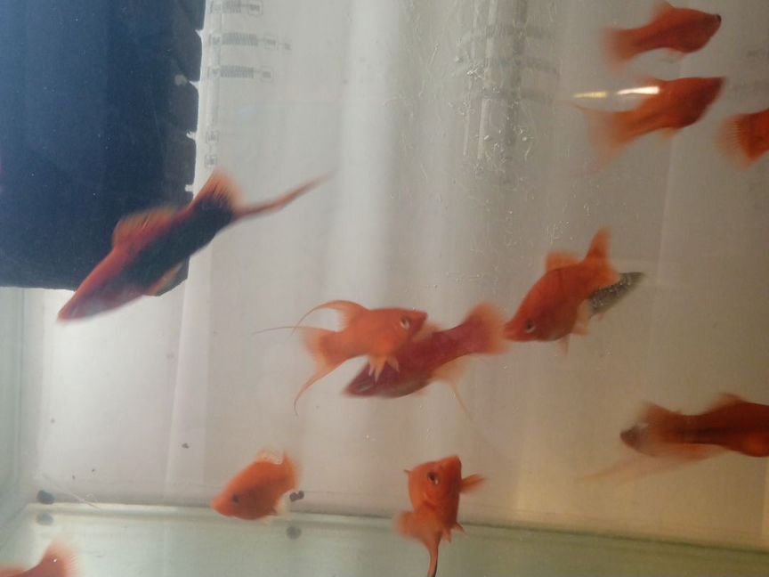 Меченосцы красные тигровые