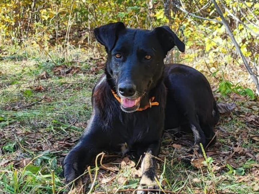 Багира ищет своего человека