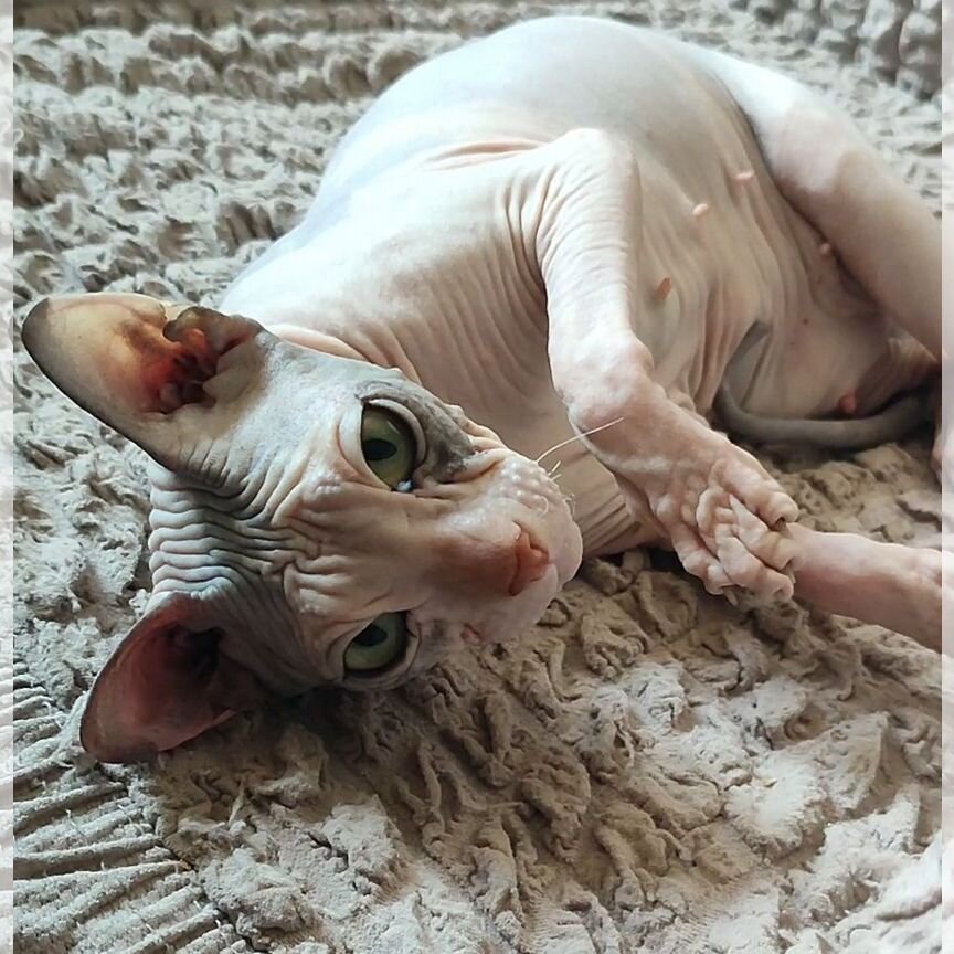 Донской сфинкс кошка