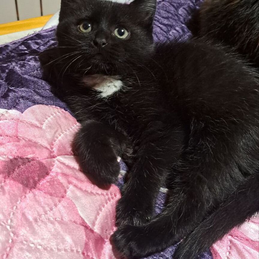 Киса черная с пятнышком белым на шее