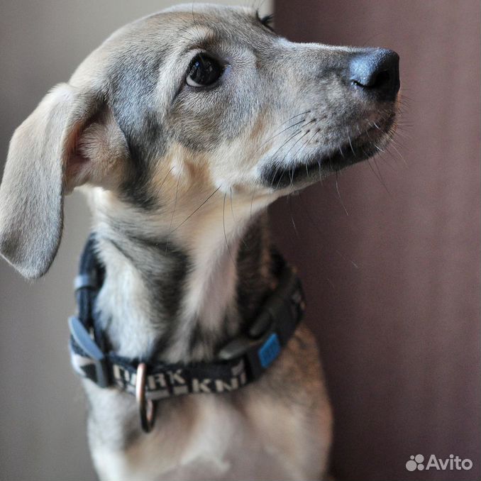 Бегемотинка, чудесный щенок в добрые руки