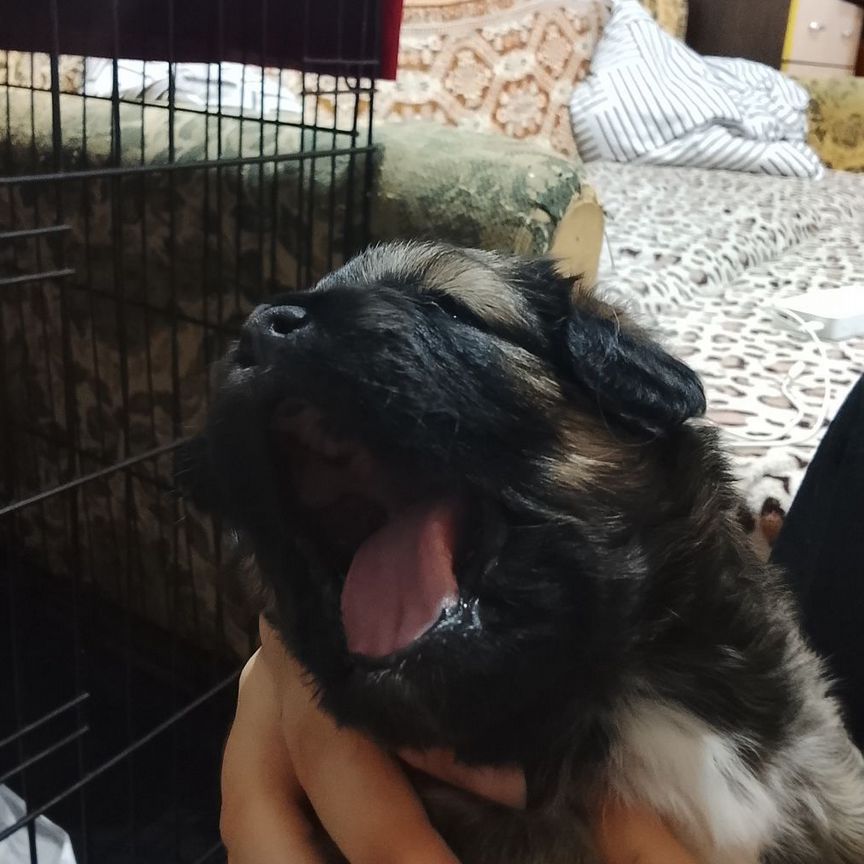 Ши-тцу, щенок