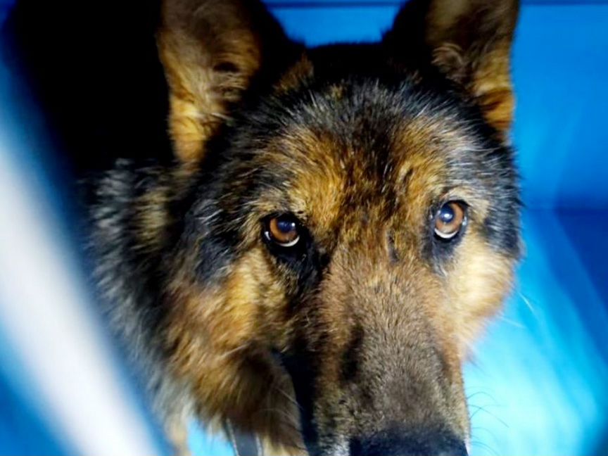 Овчарка в беде