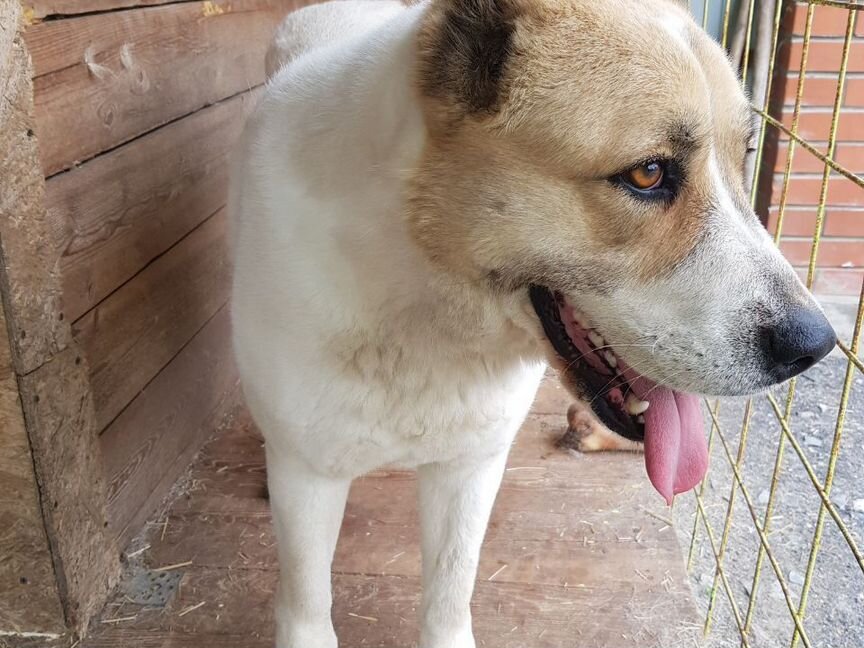 Собака в добрые руки