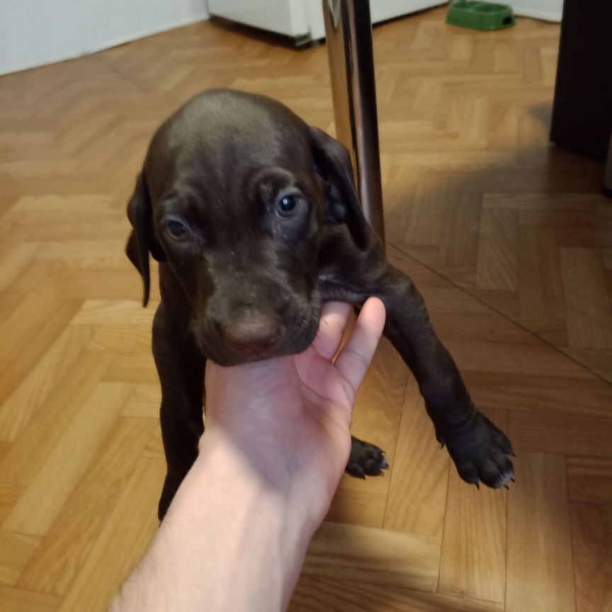 Щенки курцхара