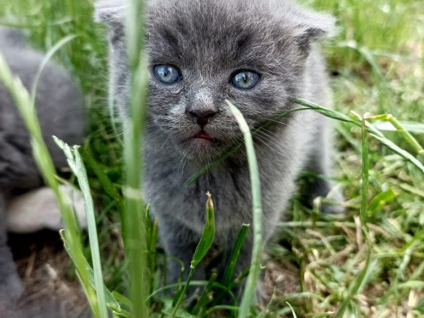 Вислоухий котенок бесплатно