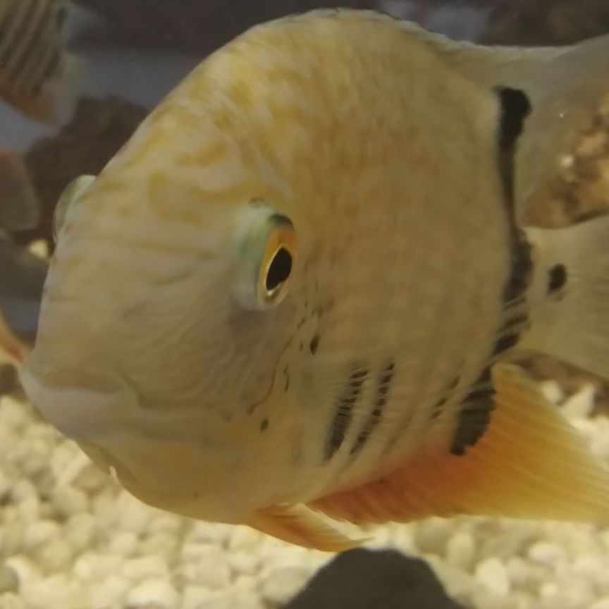 Северум цихлида