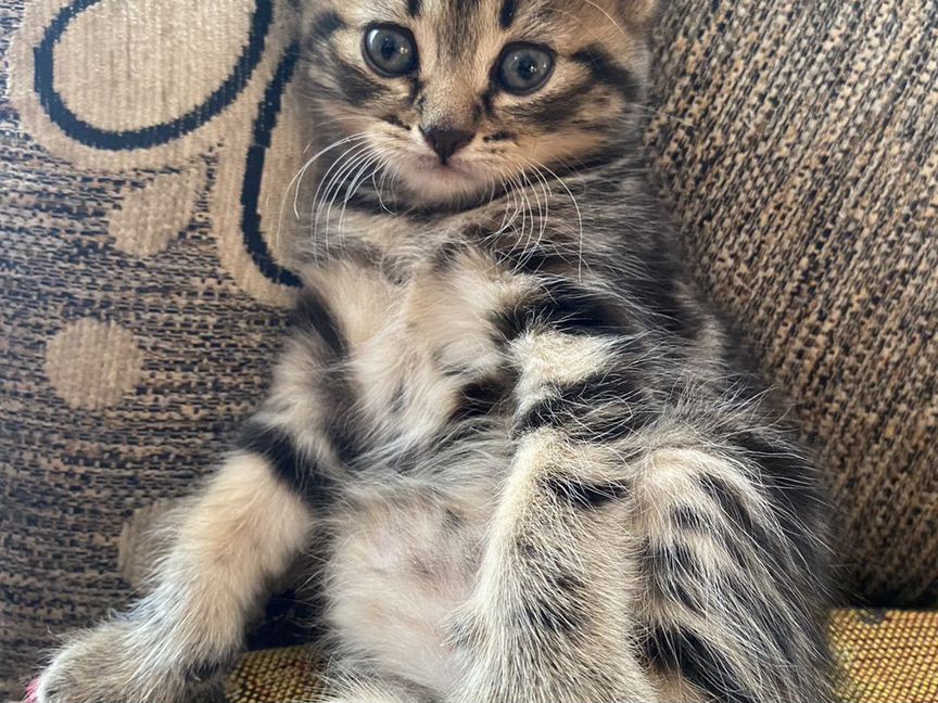 Кошка