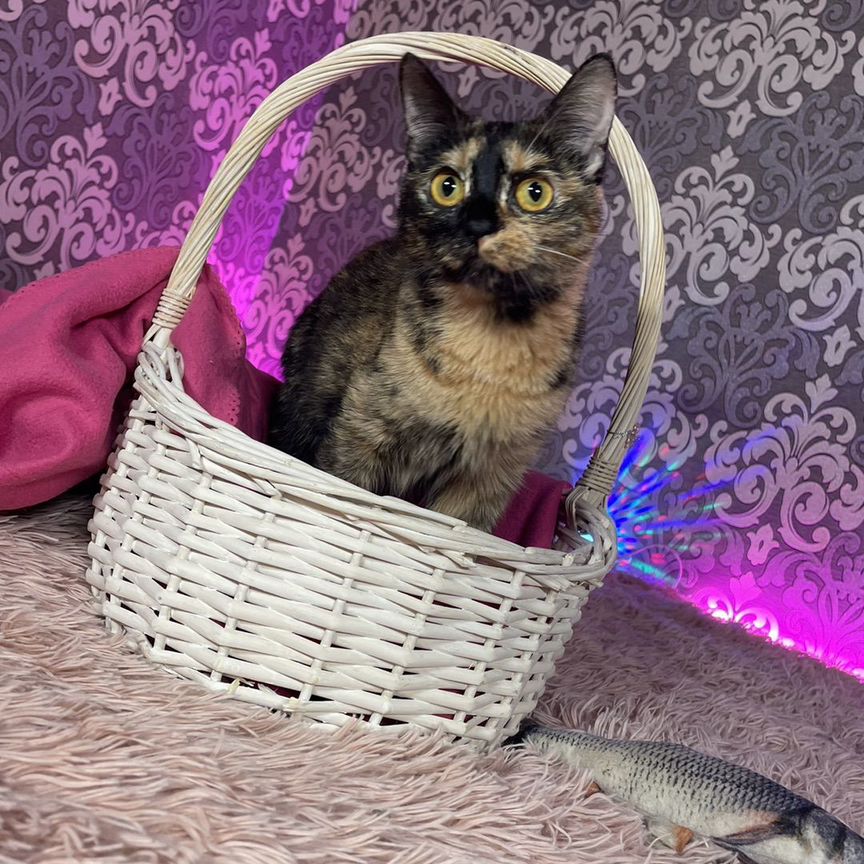 Ласковая кошечка Сальма