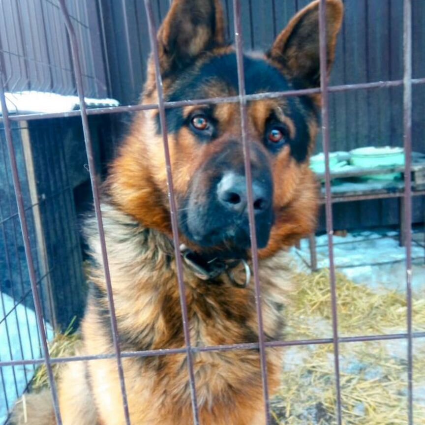 Немецкая овчарка, вязка