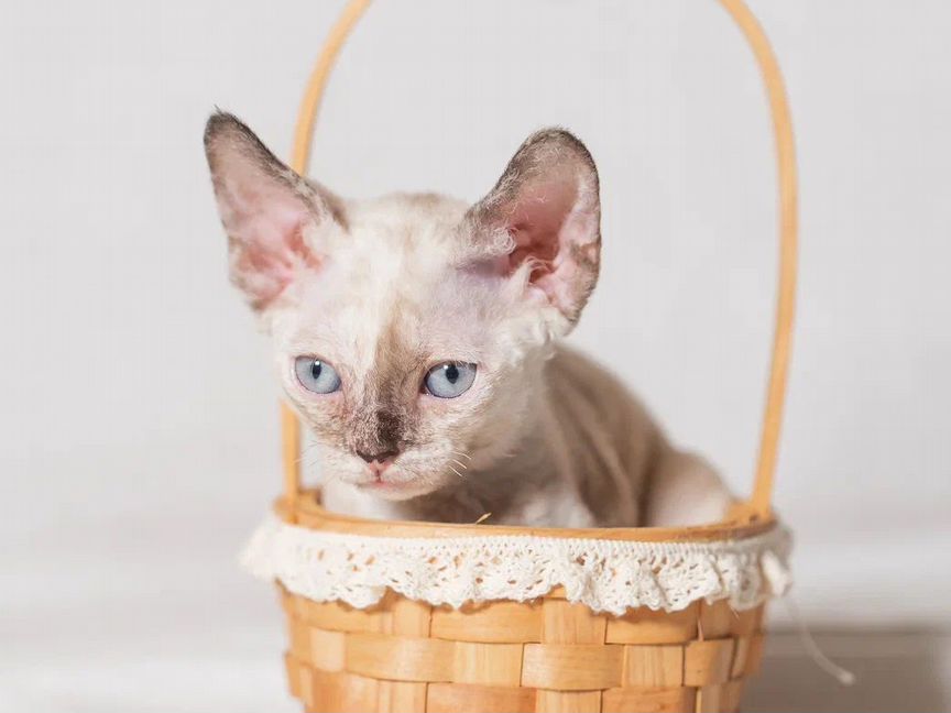 Девон-рекс девочка