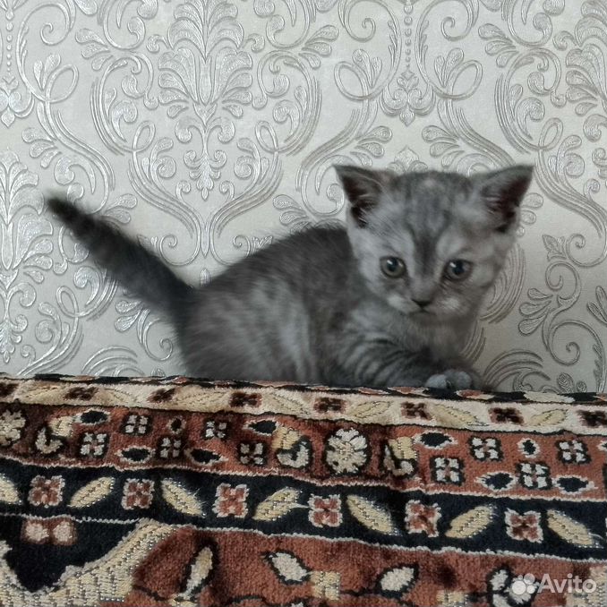 Кошки шотландцы