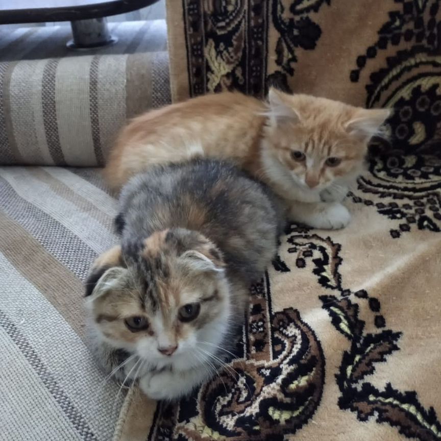 Шотландская вислоухая кошка