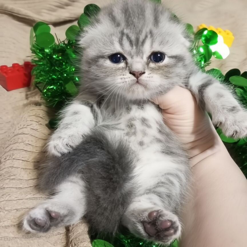 Шотландский вислоухий короткошёрстный котёнок