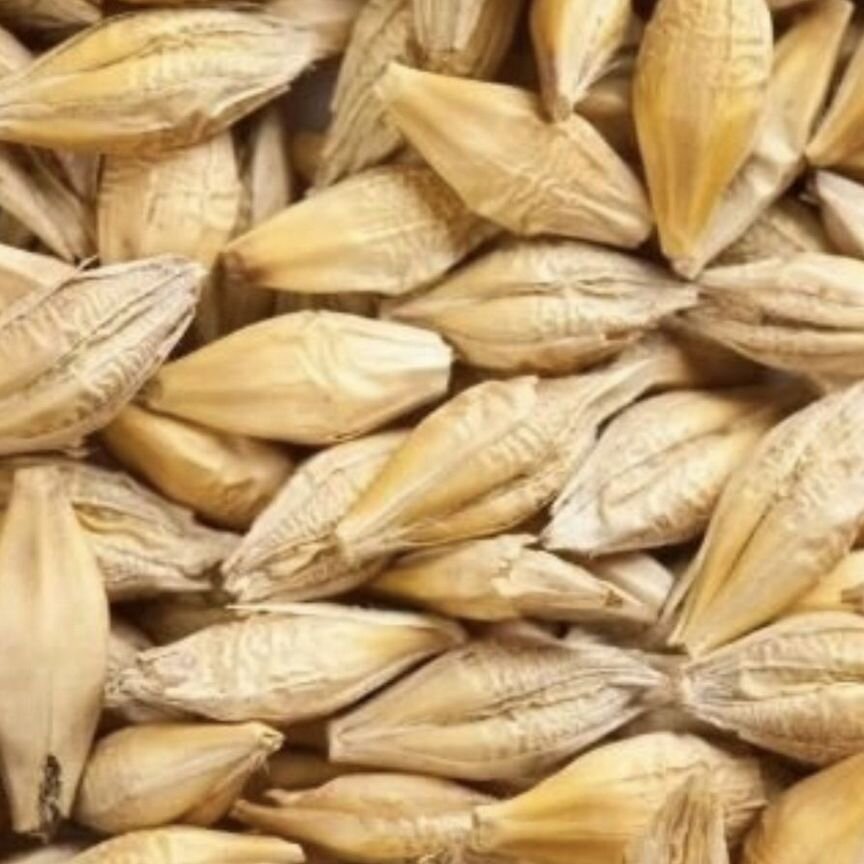 Зерно ячмень