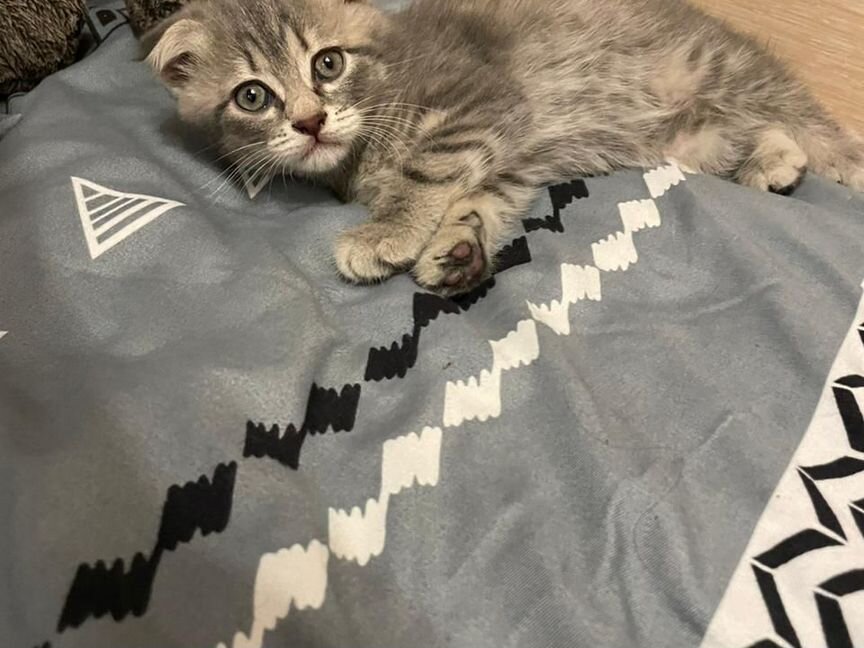 Сиамская кошечка, вислоухая