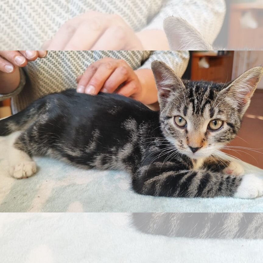 Котёнок