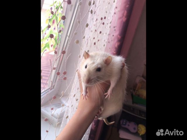 Крысы с клеткой