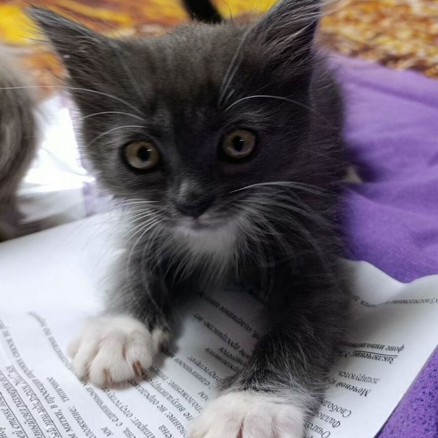 Котята в добрые руки