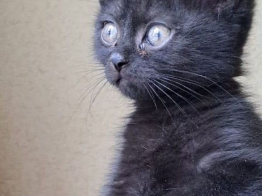 Котенок в добрые руки